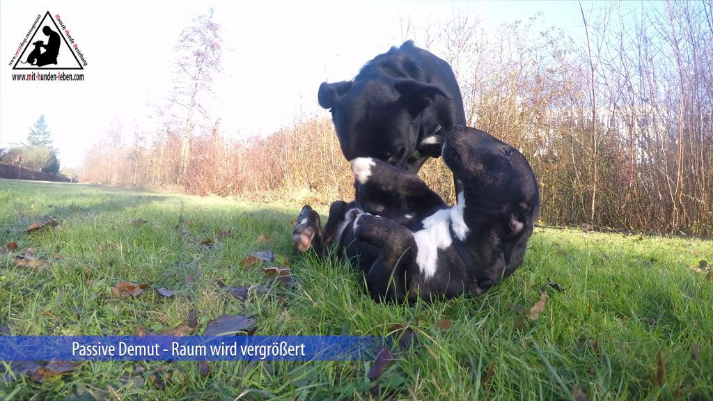 Miniatur Bullterrier - Passive Demut